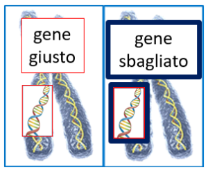 Qualche nozione di genetica - Ospedalino Koelliker